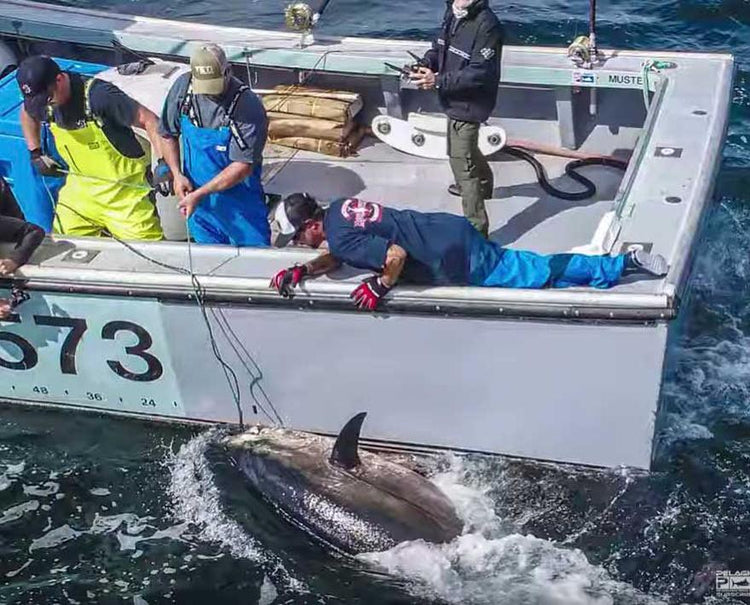 GIANTS OF THE NORTH: Bluefin Tuna | PELAGIC Fishing Gear
